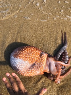 Ocythoe tuberculata ( Football octopus ) 그물무늬문어 / Family Ocythoidae 의 1 ...