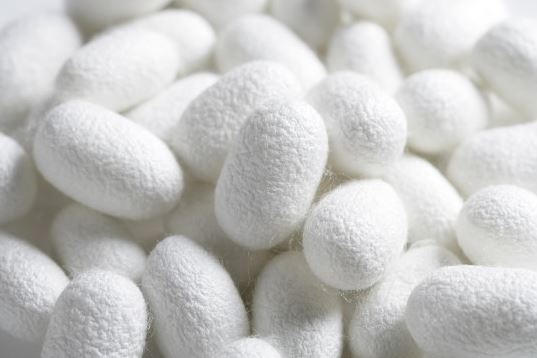 Scie급 논문보유 화장품원료 누에고치추출물silkworm Cocoon Extract 네이버 블로그