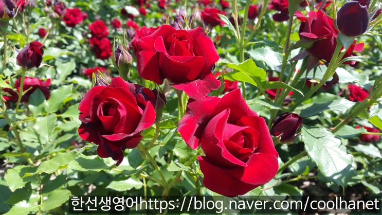 송파잠실 강동구 중고등부영어학원 2013학년도 수능영어 25번 빈칸추론문제 사고력 응용력 기르는 해설 네이버 블로그