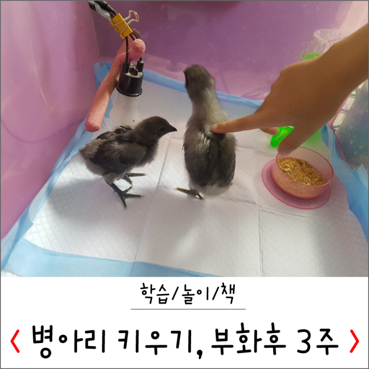 병아리 키우기 부화후 3주 네이버 블로그