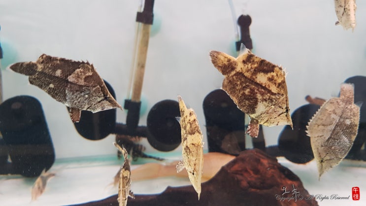 아마존 리프피쉬(Amazon Leaf Fish) 다트급 사냥솜씨 : 네이버 블로그