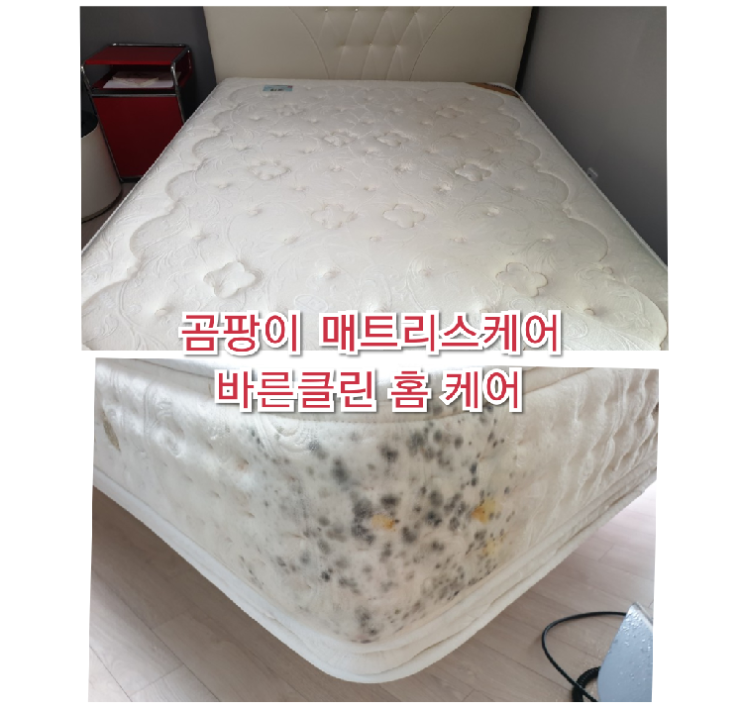 세종조치원 매트리스 곰팡이메트리스청소케어 전문 얼룩냄새제거살균소독으로 진드기 퇴치 네이버 블로그