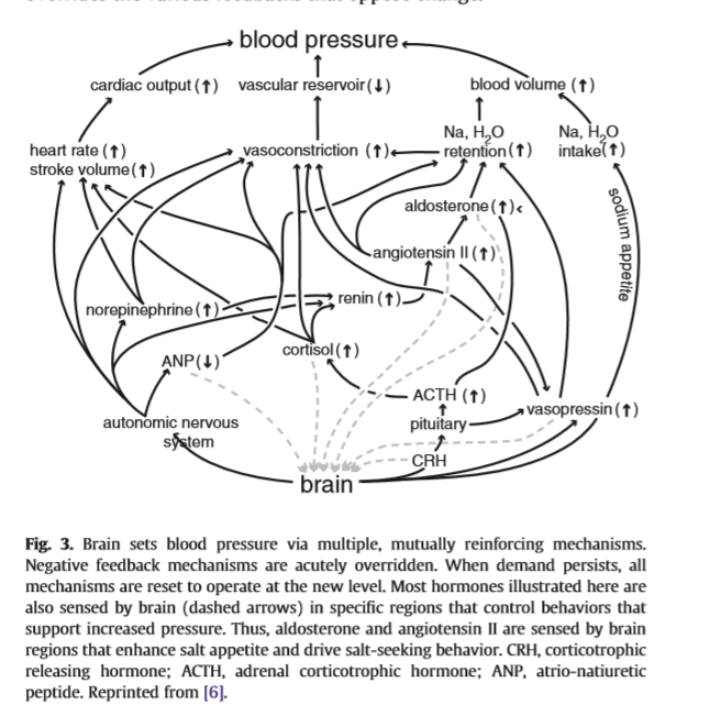 allostasis. 신항상성. : 네이버 블로그