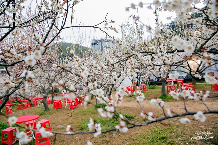 양산 원동매화축제 순매원의 매화 현재 상황 알려 드려요 네이버 블로그