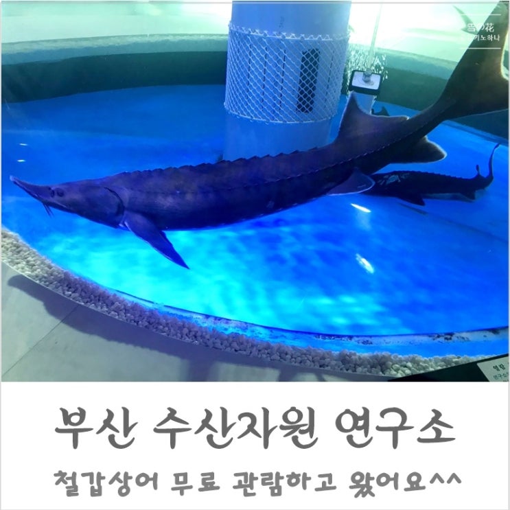 명지 아이와 가볼만한 곳 부산 수산자원연구소 수산생물 체험학습장 네이버 블로그