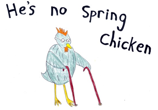 "No spring chicken" : 네이버 블로그
