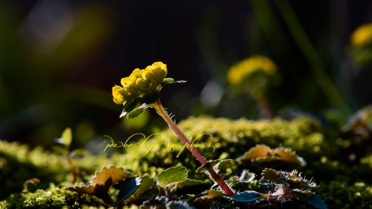 괭이눈(Chrysosplenium grayanum Maxim.) : 네이버 블로그