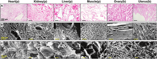 Bioprinting 101 Part 9 – Decellularized Extracellular Matrices : 네이버 블로그