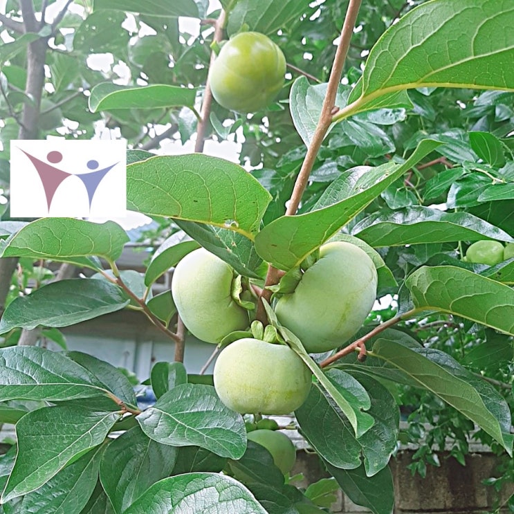 사망자 소유 자동차 상속 이전 절차 대행 네이버 블로그