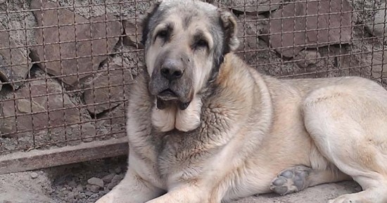 페르시안 사라비 마스티프(Persian Sarabi Mastiff) : 네이버 블로그