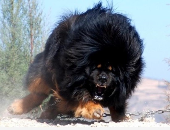 방카르 도그(Bankhar Dog) : 네이버 블로그