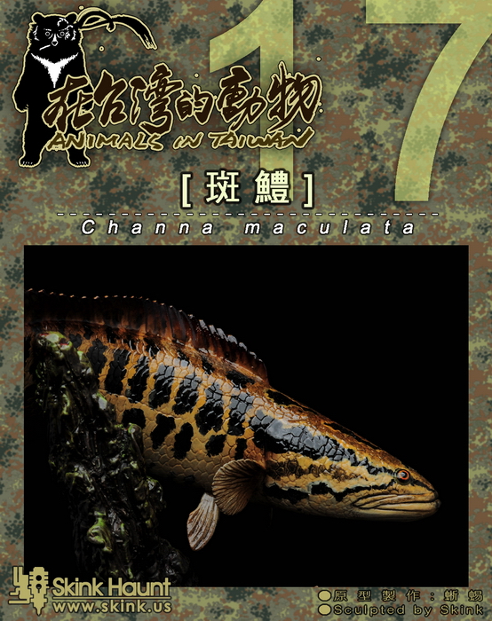 대만 가물치(Channa maculata) : 네이버 블로그