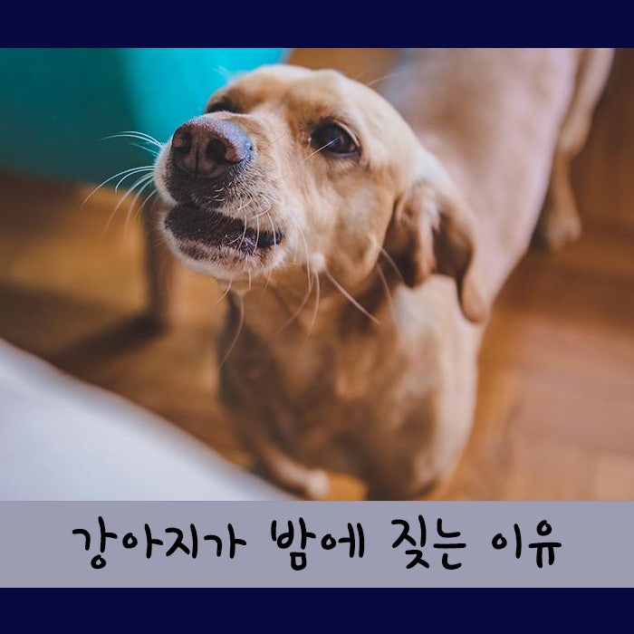 강아지 짖는 이유 밤에 짖는 강아지 네이버 블로그
