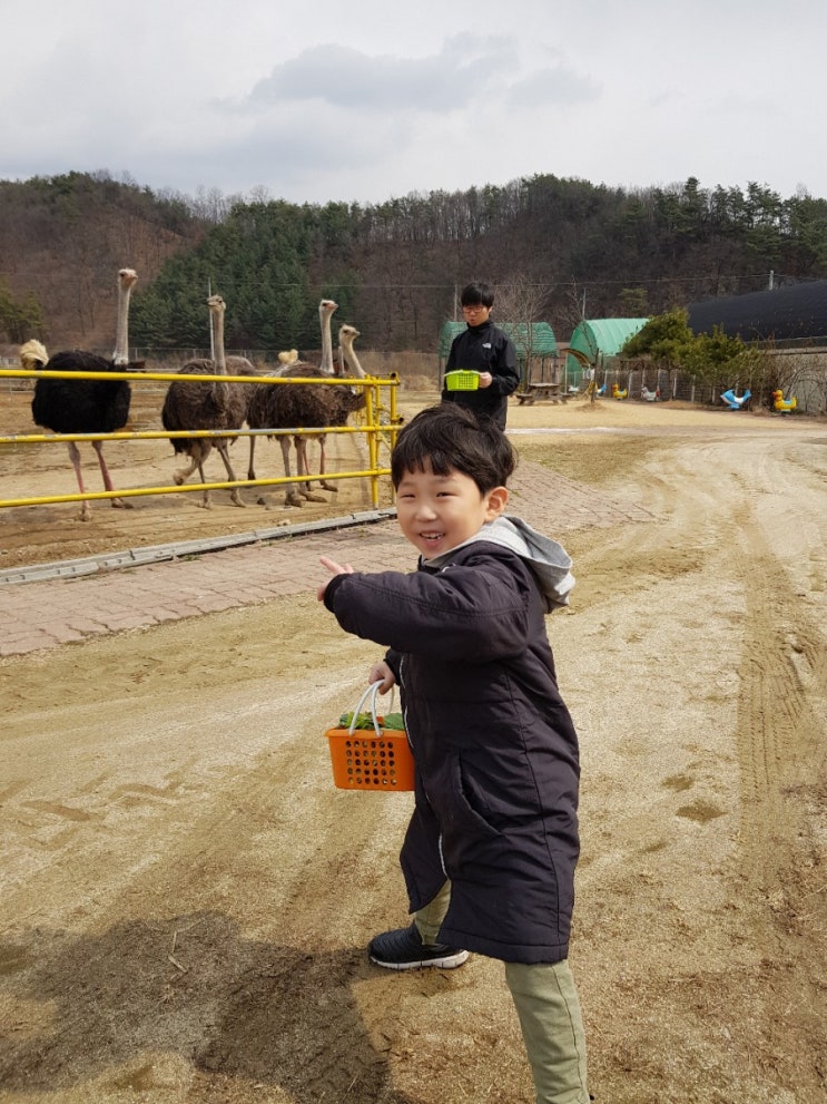 춘천아이와 가볼만한 곳 타조농장아이들세상 네이버 블로그