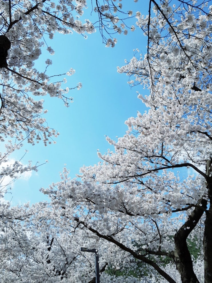 언양 작천정 벚꽃축제 수남벚꽃길 이쁘다 네이버 블로그