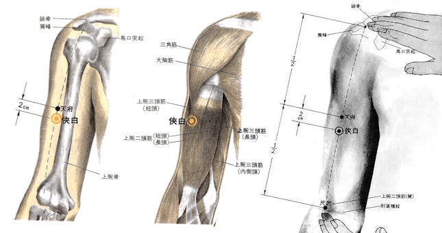 LU04 협백(俠白) [手太陰肺經] : 네이버 블로그