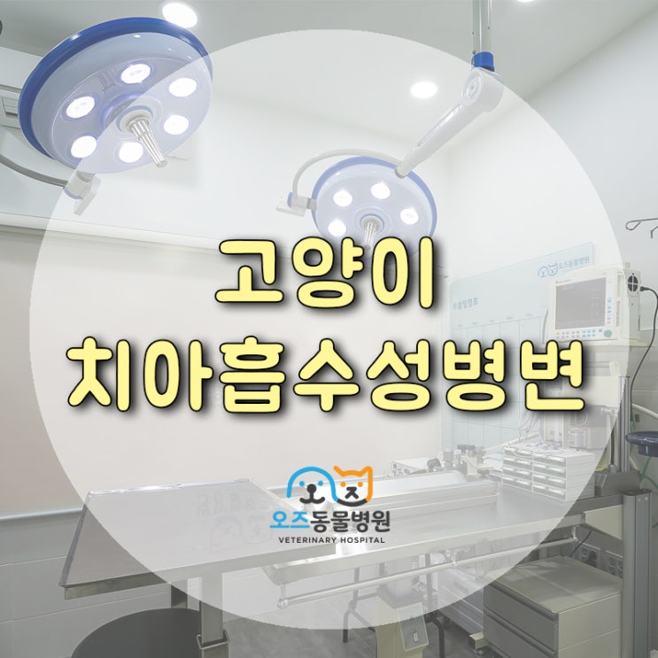 10살 고양이 치아흡수성병변 FORL 증상 및 치료 방법은? / 스케일링, 발치했어요 : 네이버 블로그