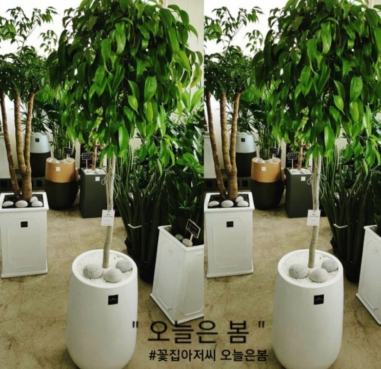 경산 대정동꽃집 오늘은봄 대구당일꽃배달 킹벤자민 거실화분 입주선물 개업화분 병원인테리어 네이버 블로그