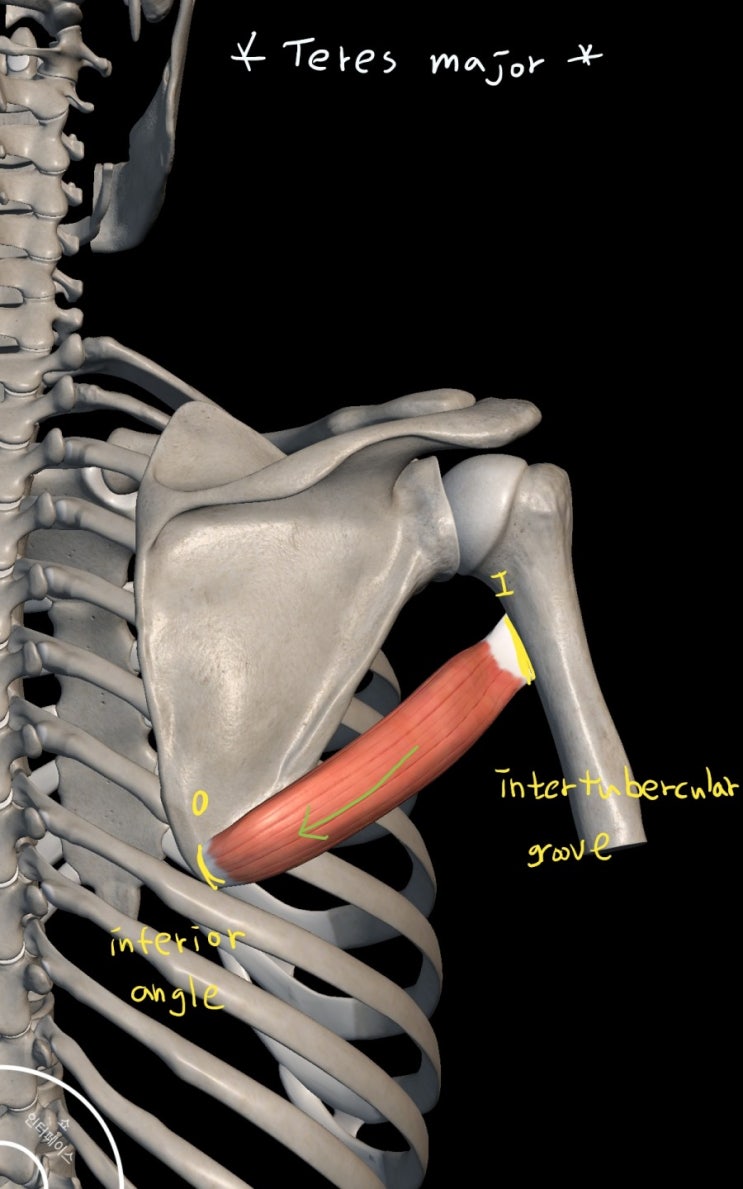 대원근(큰원근 Teres major) 기시(이는점), 정지(닿는점), 기능 action 알아보기 : 네이버 블로그