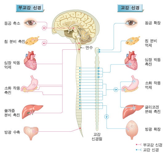 교감신경과 부교감신경의 자율신경계 교과서 그림이 잘못됐다 네이버 블로그