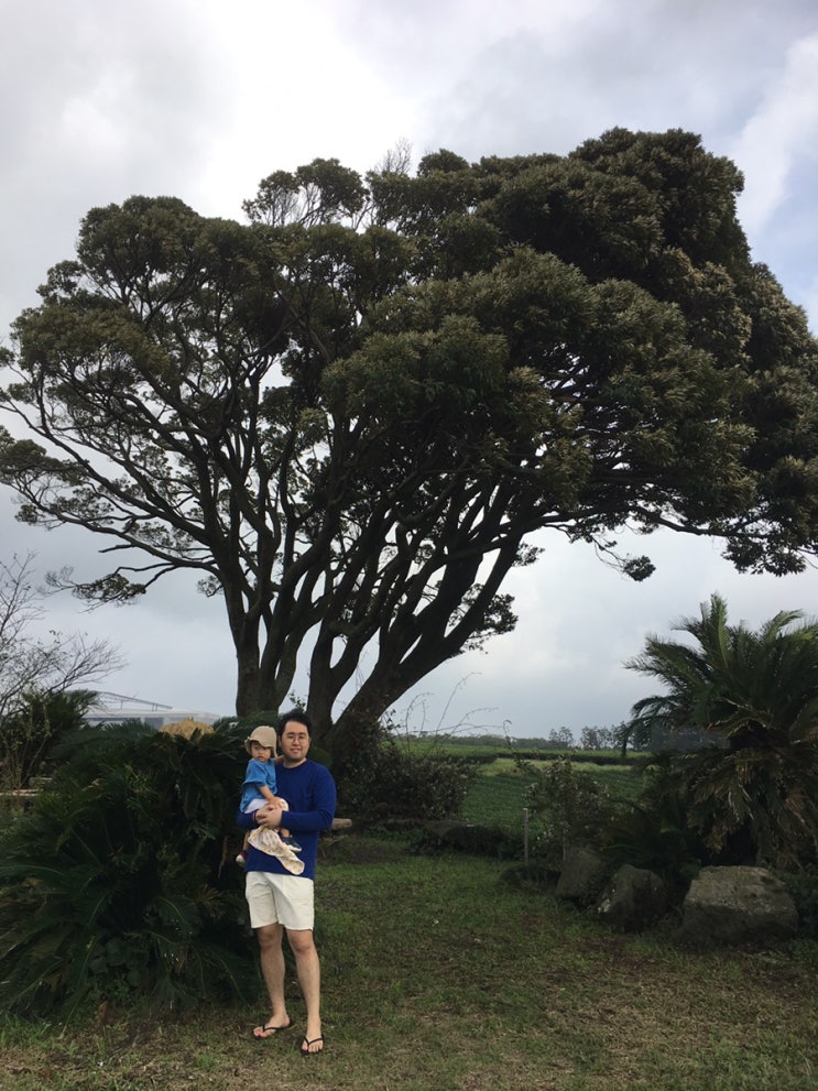 사진찍기 좋은 명소 “오설록” : 네이버 블로그