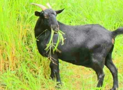 염소효능 알면 알수록 이로워요 : 네이버 블로그