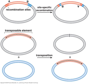 Ch 12. Site-Specific Recombination and Transposition of DNA : 네이버 블로그