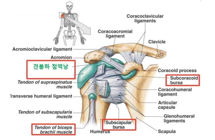 어깨 통증, 오십견 VS 점액낭염 - 그 차이와 효과적인 운동방법은? : 네이버 블로그