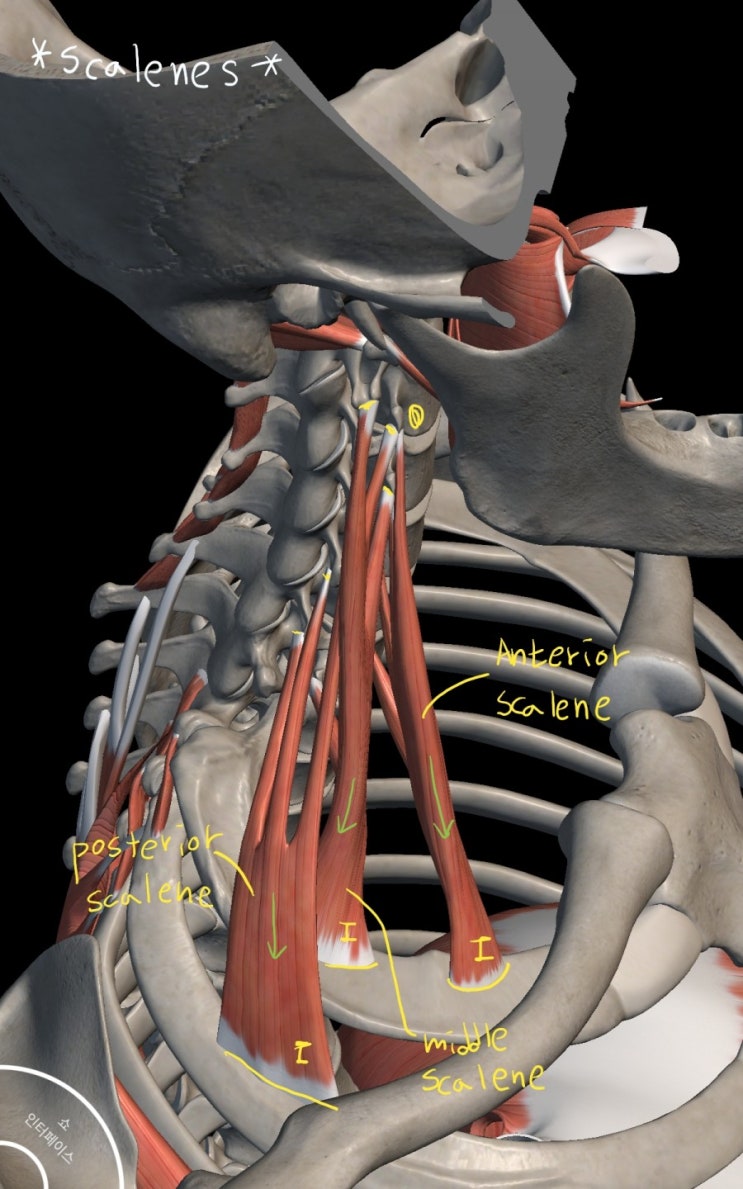 사각근(Scalenes) 기시(origin), 정지(insertion), 기능(action) 알아보기 : 네이버 블로그