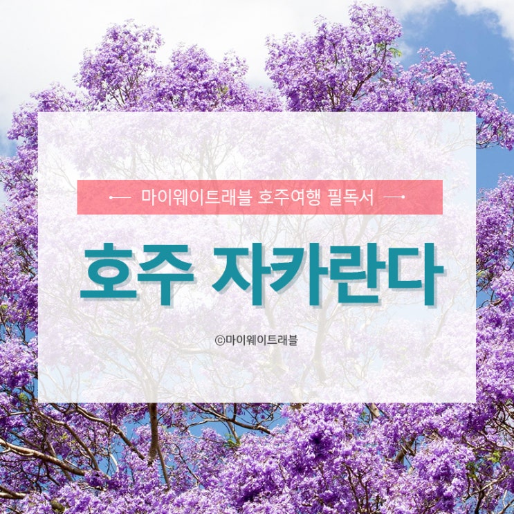 호주여행 필독서 호주의 봄을 알리는 보라색 벚꽃 자카란다 10월 11월 그래프톤 캠던 축제까지 네이버 블로그