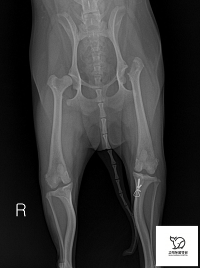 강아지 슬개골탈구수술/고관절탈구수술 FHNO [고래동물병원/ 시흥 대야동 동물병원] : 네이버 블로그