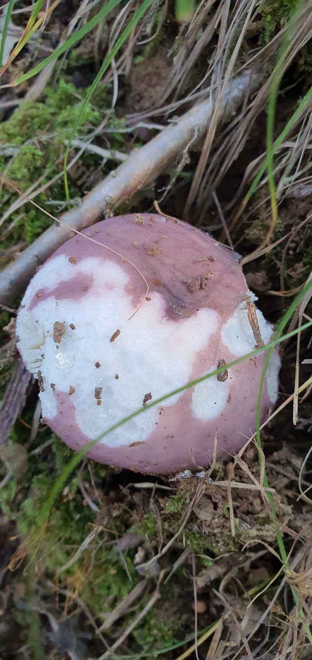하늘색무당버섯 russula azurea : 네이버 블로그