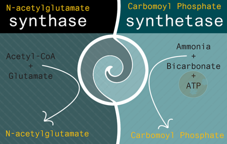 Synthase(생성효소) vs Synthetase(합성효소) : 네이버 블로그
