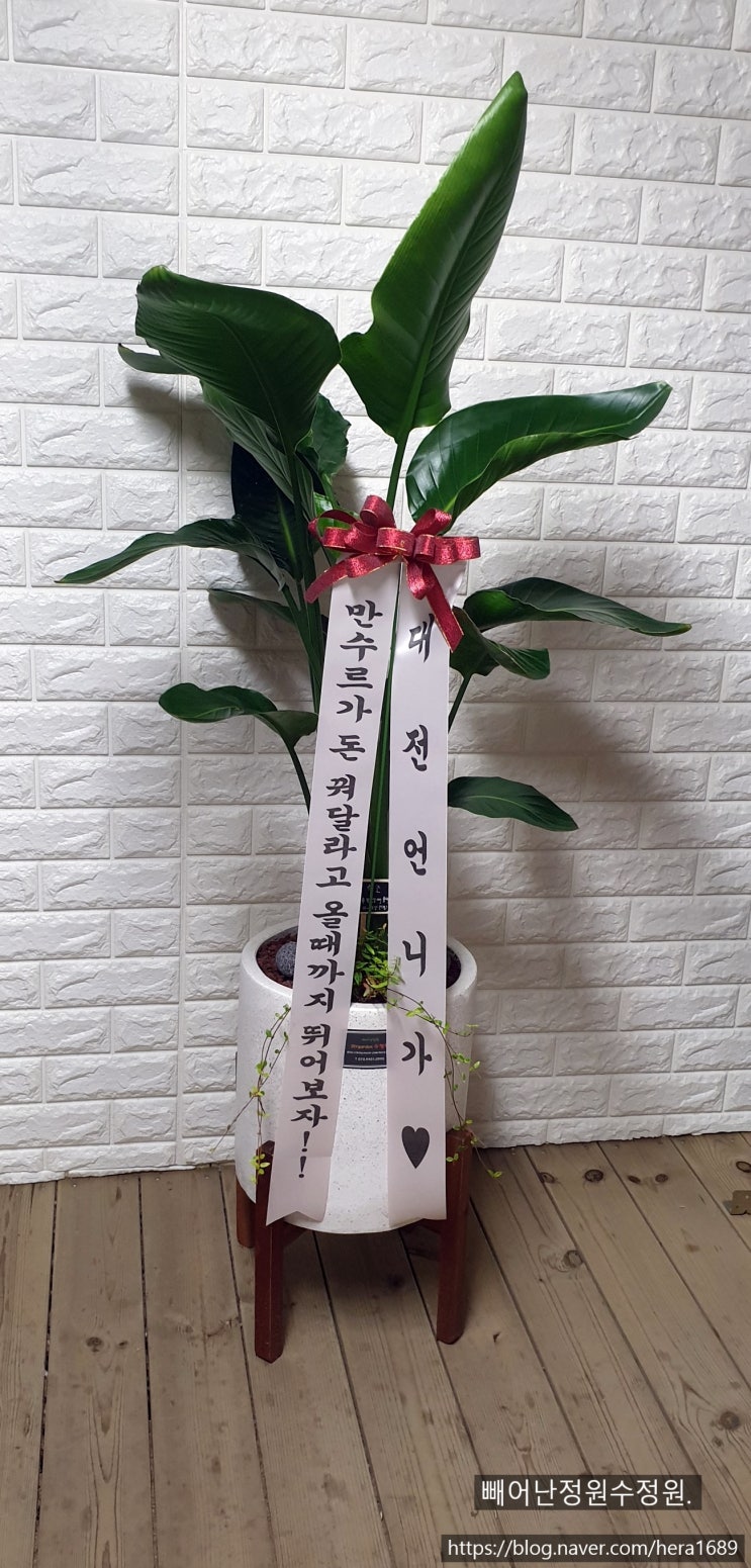인천화분배달 품격높은 개업축하화분인기많은 개업화분 모음인천구월동화원 빼어난정원수정원 인테리어화분개업화분전문인천개업화분