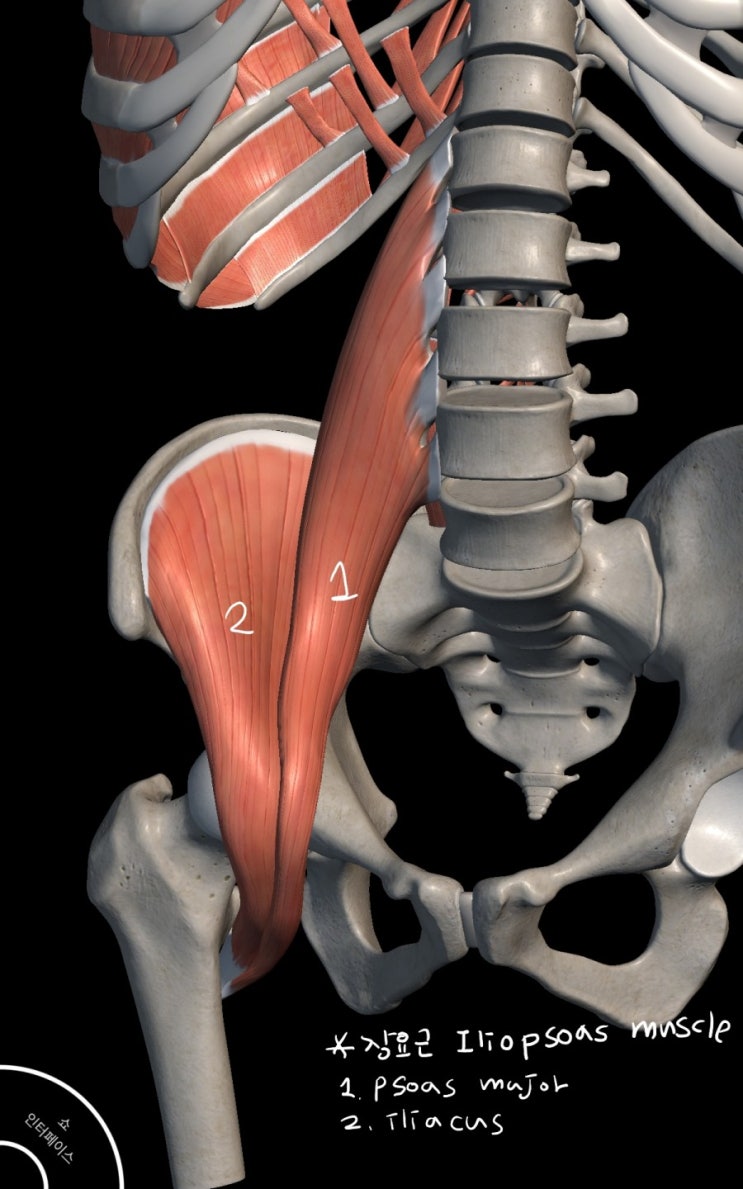 장요근(iliopsoas muscle) 대요근(psoas major) 장골근(iliacus) 기시, 정지, 기능 : 네이버 블로그