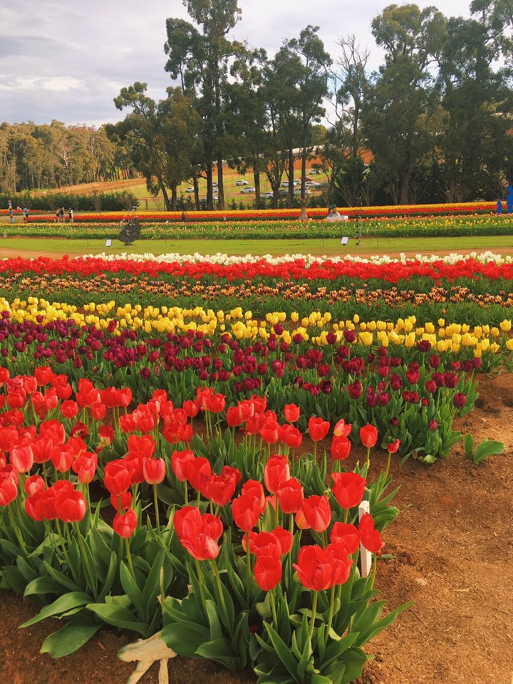 멜버른 유학생 일상 - 여행 추억으로 살아남기 / 단데농/멜번 테슬라 튤립 축제 (Tesselaar Tulip Festival ...
