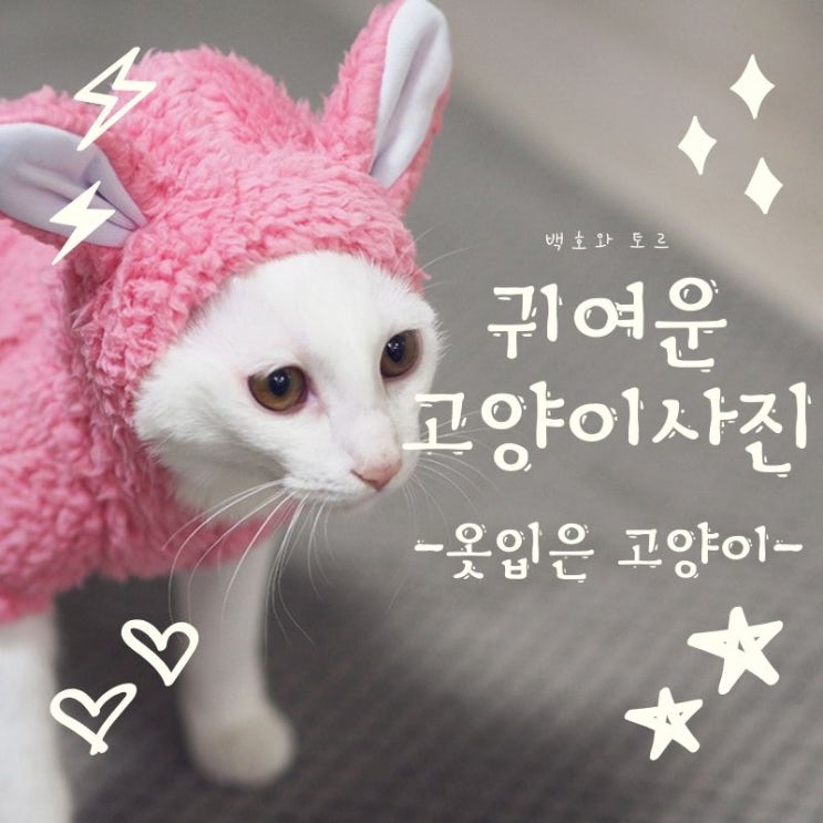 귀여운 고양이 사진 모음 고양이옷 입히기 Feat 반려묘 백호와 토르 일상 네이버 블로그