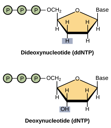 Sanger sequencing - ddntp chain termination : 네이버 블로그