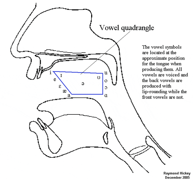 [영어학개론] 모음 사각도 vowel quadrilateral : 네이버 블로그