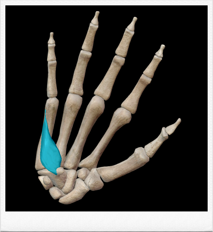 [해부학 - 근육학] 손근육(hand muscle) : 새끼두덩근육 - 새끼맞섬근(소지대립근ㆍopponens digiti ...