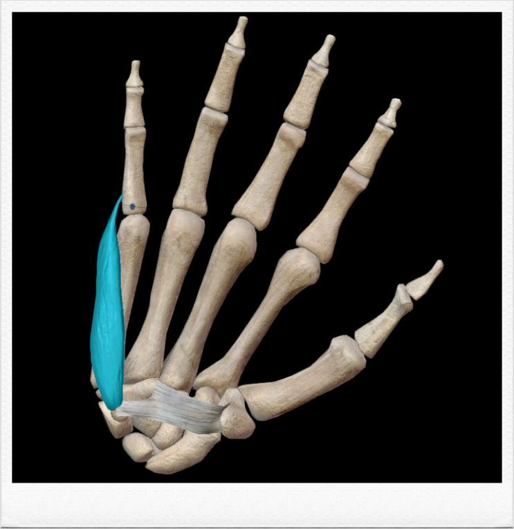 [해부학 - 근육학] 손근육(hand muscle) : 새끼두덩근육 - 새끼벌림근(소지외전근ㆍabductor digiti ...