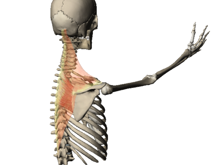 견갑골의 내전(후인) 해부학 (Scapula Adduction Anatomy)ㅣ장우현 체육관 : 네이버 블로그