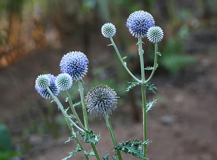 [권순경 교수의 야생화 이야기] 절굿대(Echinops setifer) : 네이버 블로그