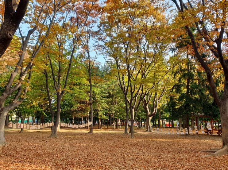 2019 천사유치원 2학기 부모참여 가을 숲 체험활동 And 음악회 1 네이버 블로그