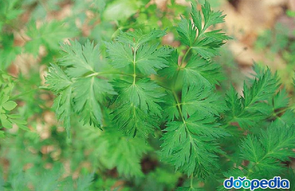 트루자임 화장품 성분 / 천궁뿌리추출물 Cnidium Officinale Root Extract : 네이버 블로그