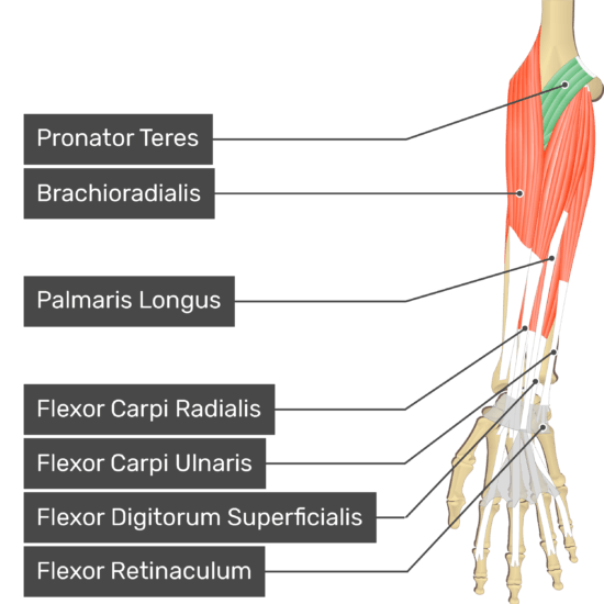 Anatomy Of The Pronator Teres Muscle : 네이버 블로그