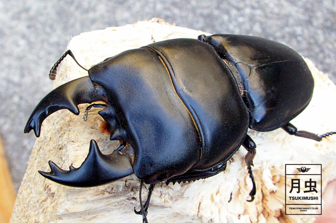 알키데스 사슴벌레 사육정보(dorcus alcides) : 네이버 블로그