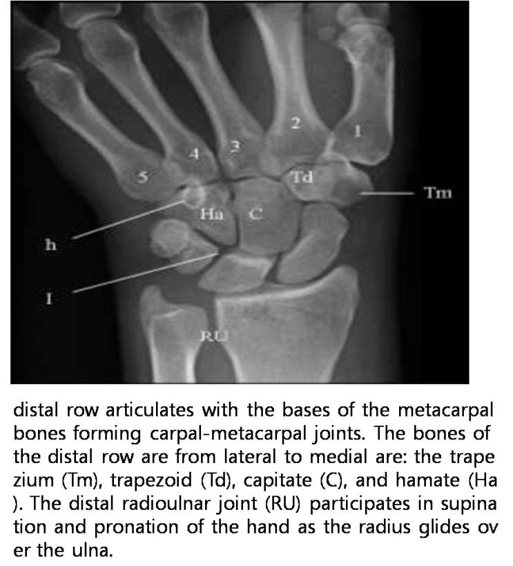 carpal-metacarpal joints : 네이버 블로그