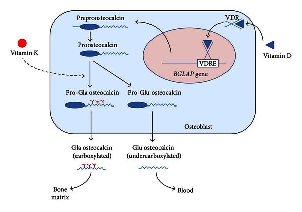 최근 주목받는 오스테오칼신 Osteocalcin 의 새로운 기능 : 네이버 블로그