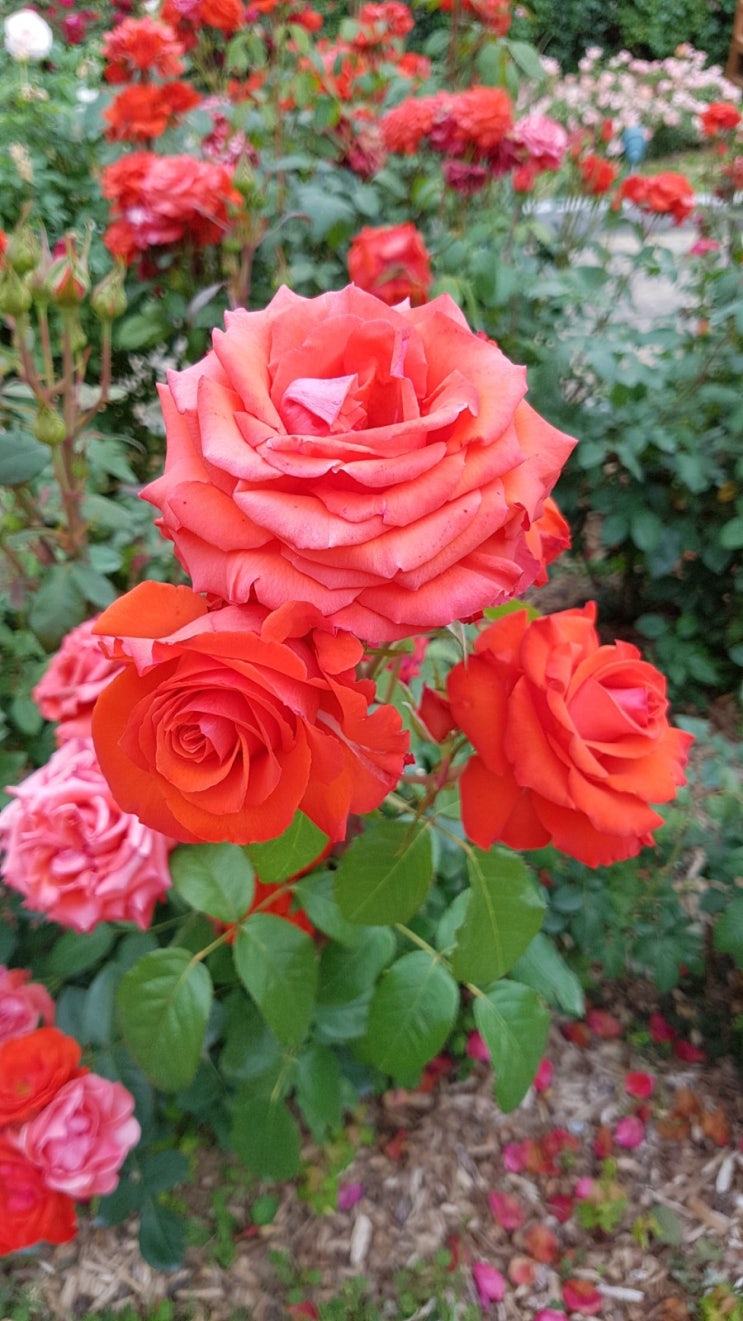 책 《자기신뢰》 : 네이버 블로그